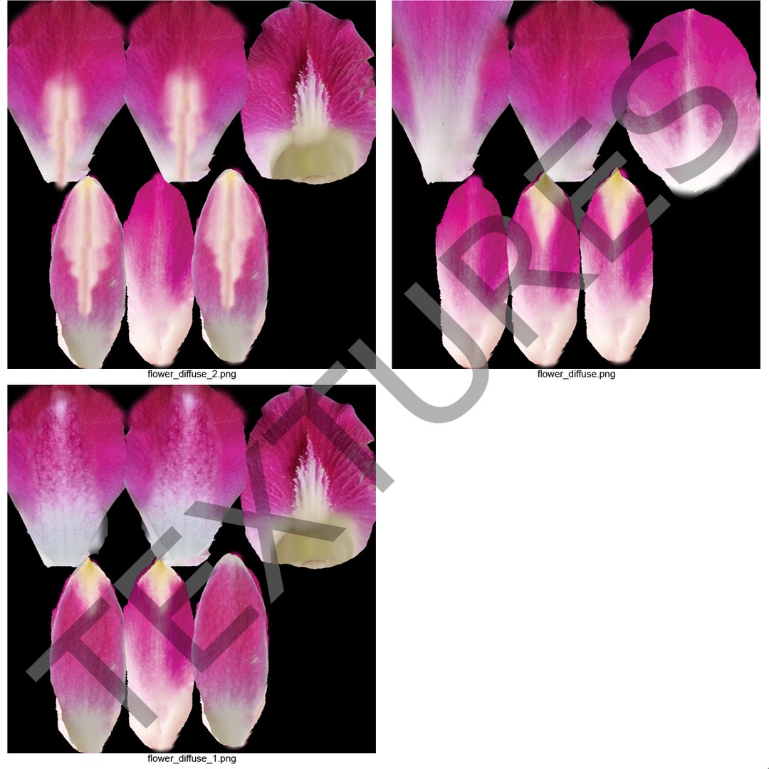 Hawaiian Lei 3d Model