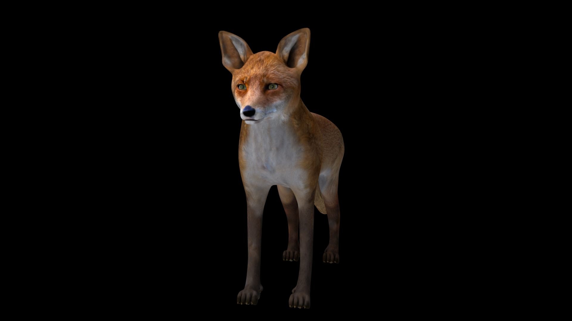 3D Fox Modelling - TurboSquid 1528175