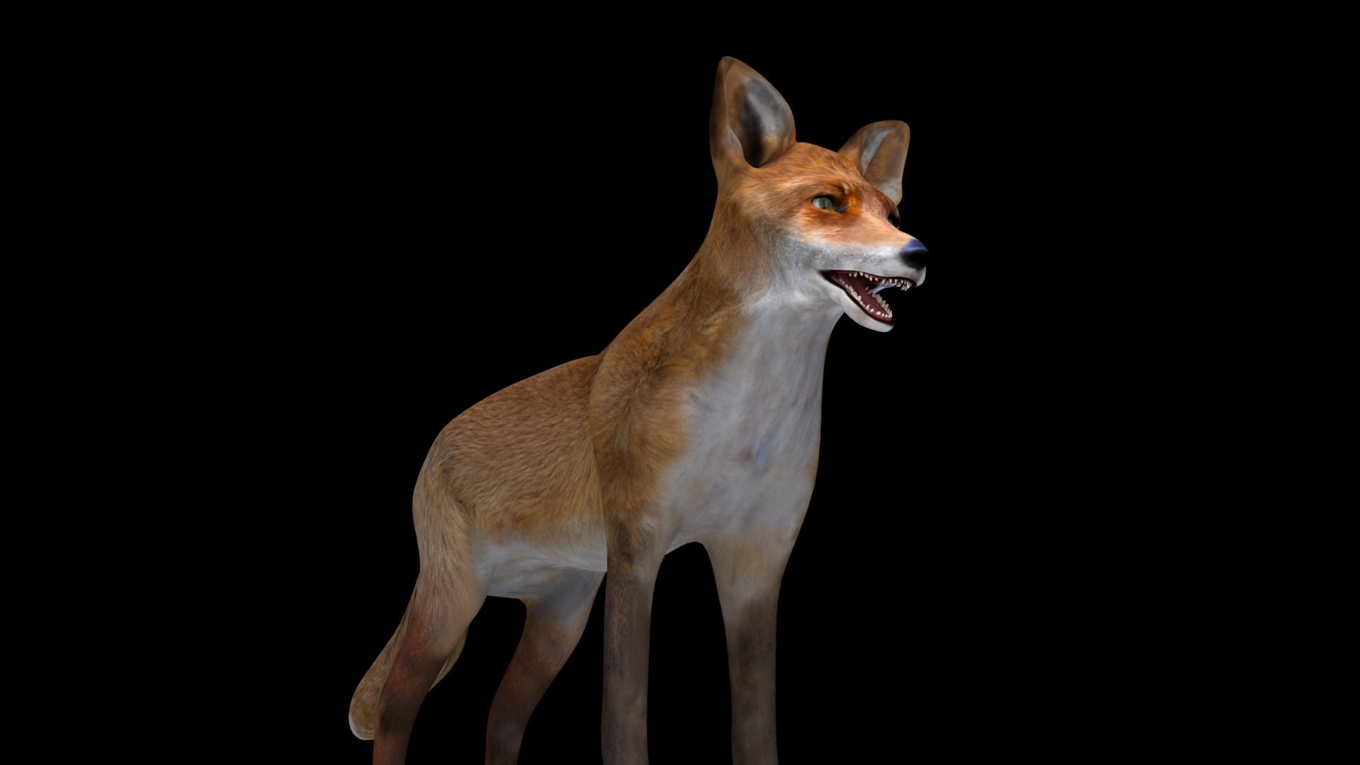 3D Fox Modelling - TurboSquid 1528175