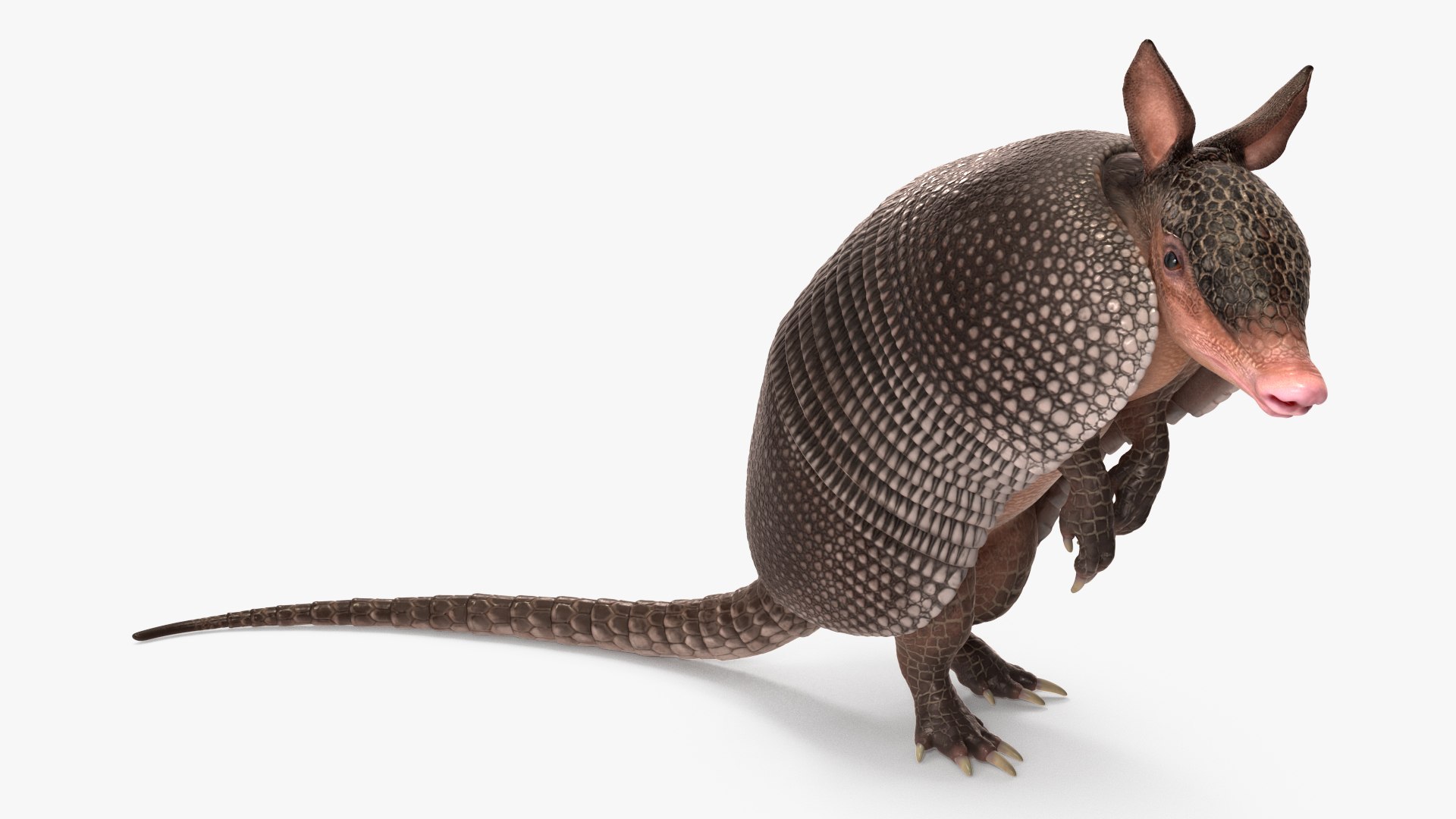 3D Armadillo In Hind Legs Pose Black - TurboSquid 2248259