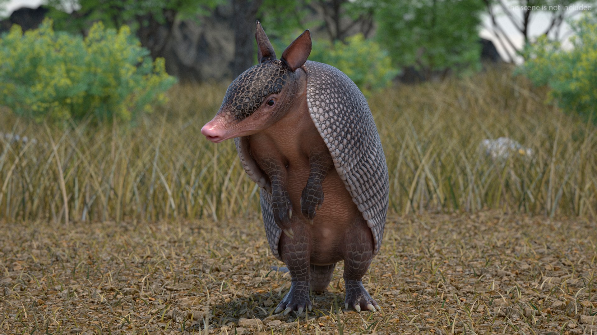 3D Armadillo In Hind Legs Pose Black - TurboSquid 2248259