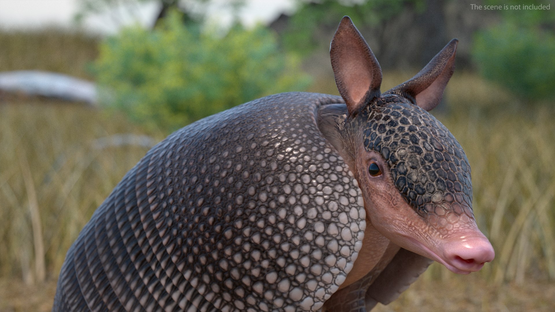 3D Armadillo In Hind Legs Pose Black - TurboSquid 2248259