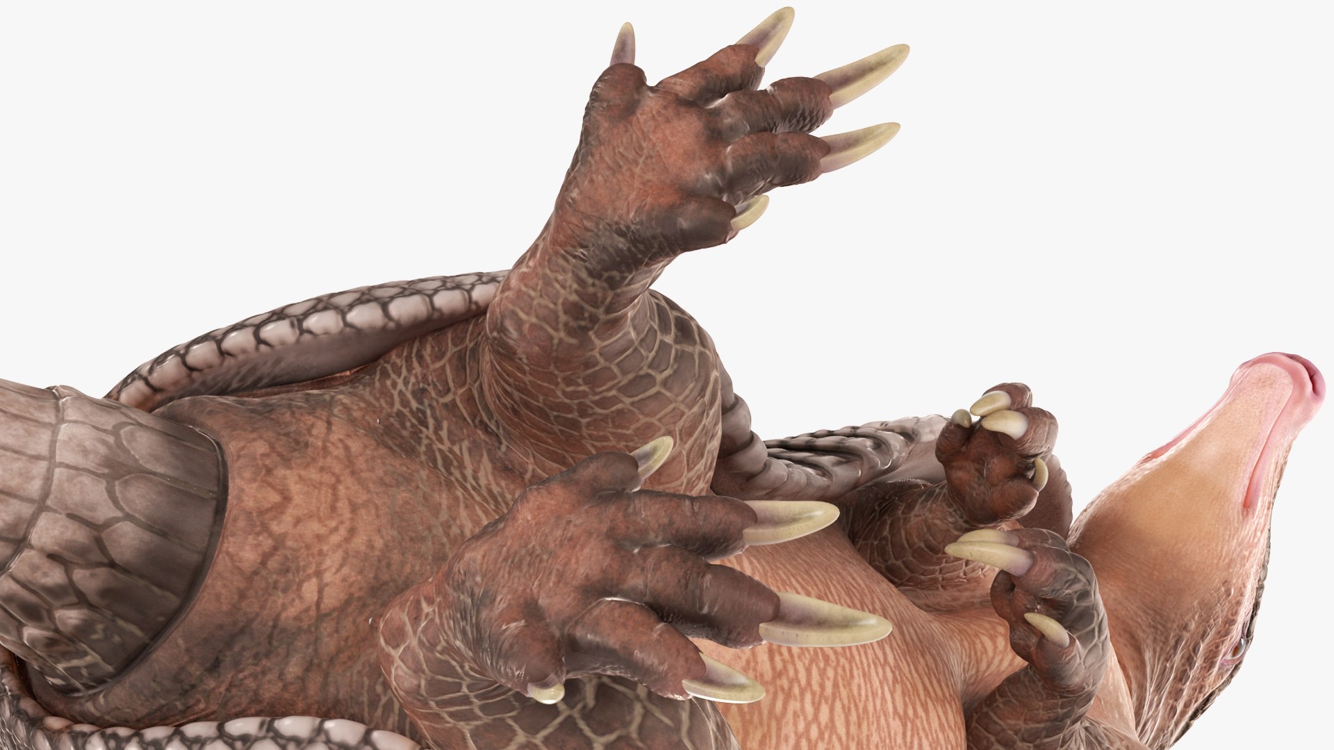 3D Armadillo In Hind Legs Pose Black - TurboSquid 2248259