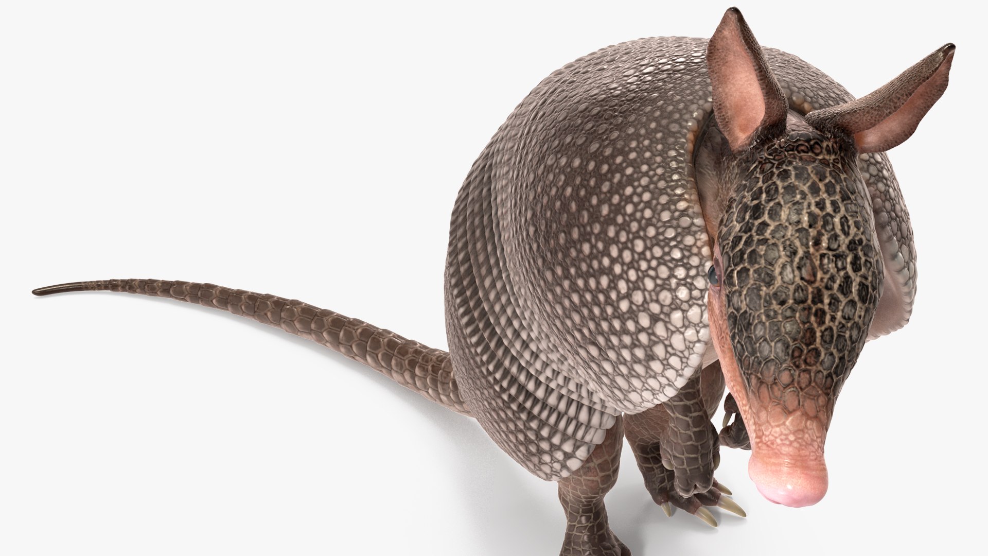 3D Armadillo In Hind Legs Pose Black - TurboSquid 2248259