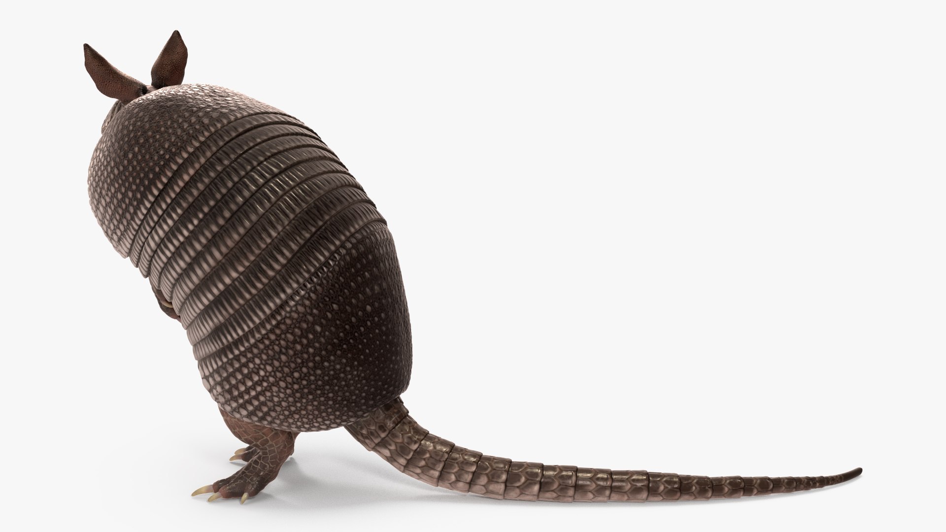 3D Armadillo In Hind Legs Pose Black - TurboSquid 2248259