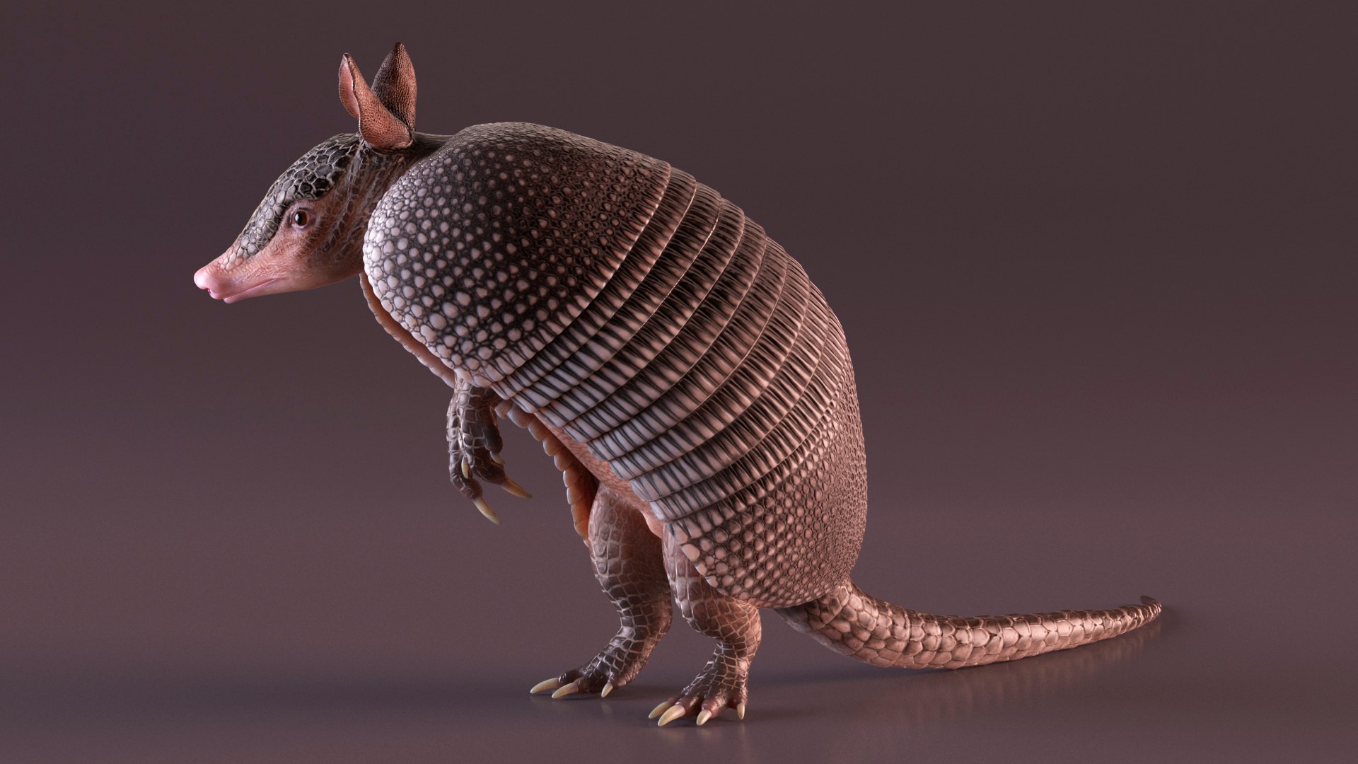 3D Armadillo In Hind Legs Pose Black - TurboSquid 2248259