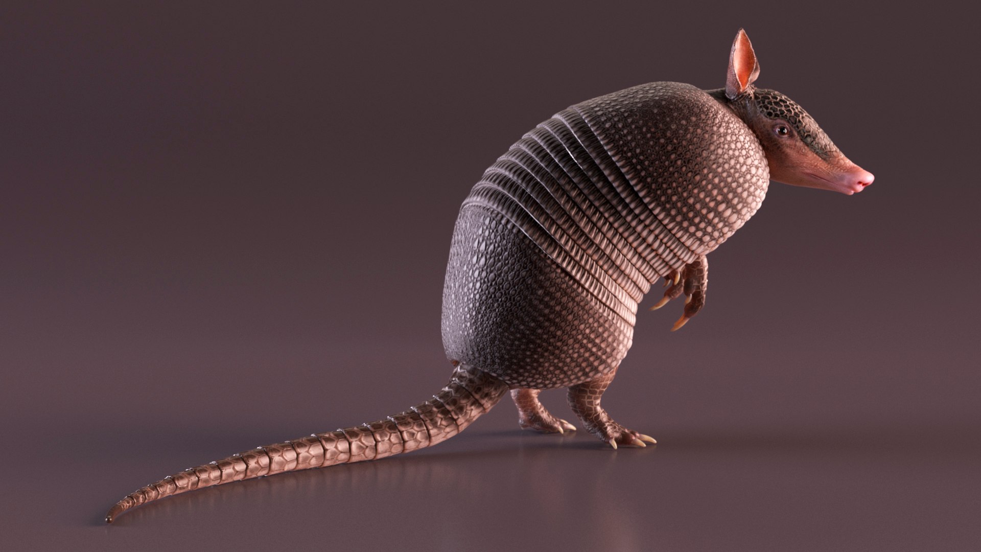 3D Armadillo In Hind Legs Pose Black - TurboSquid 2248259