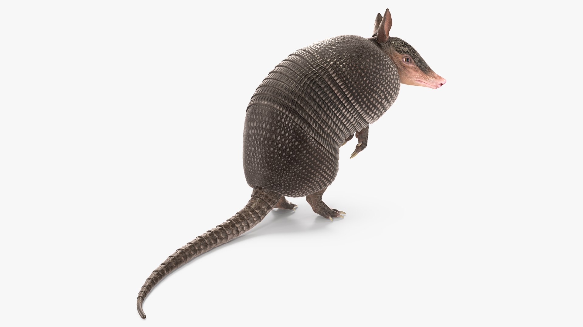 3D Armadillo In Hind Legs Pose Black - TurboSquid 2248259
