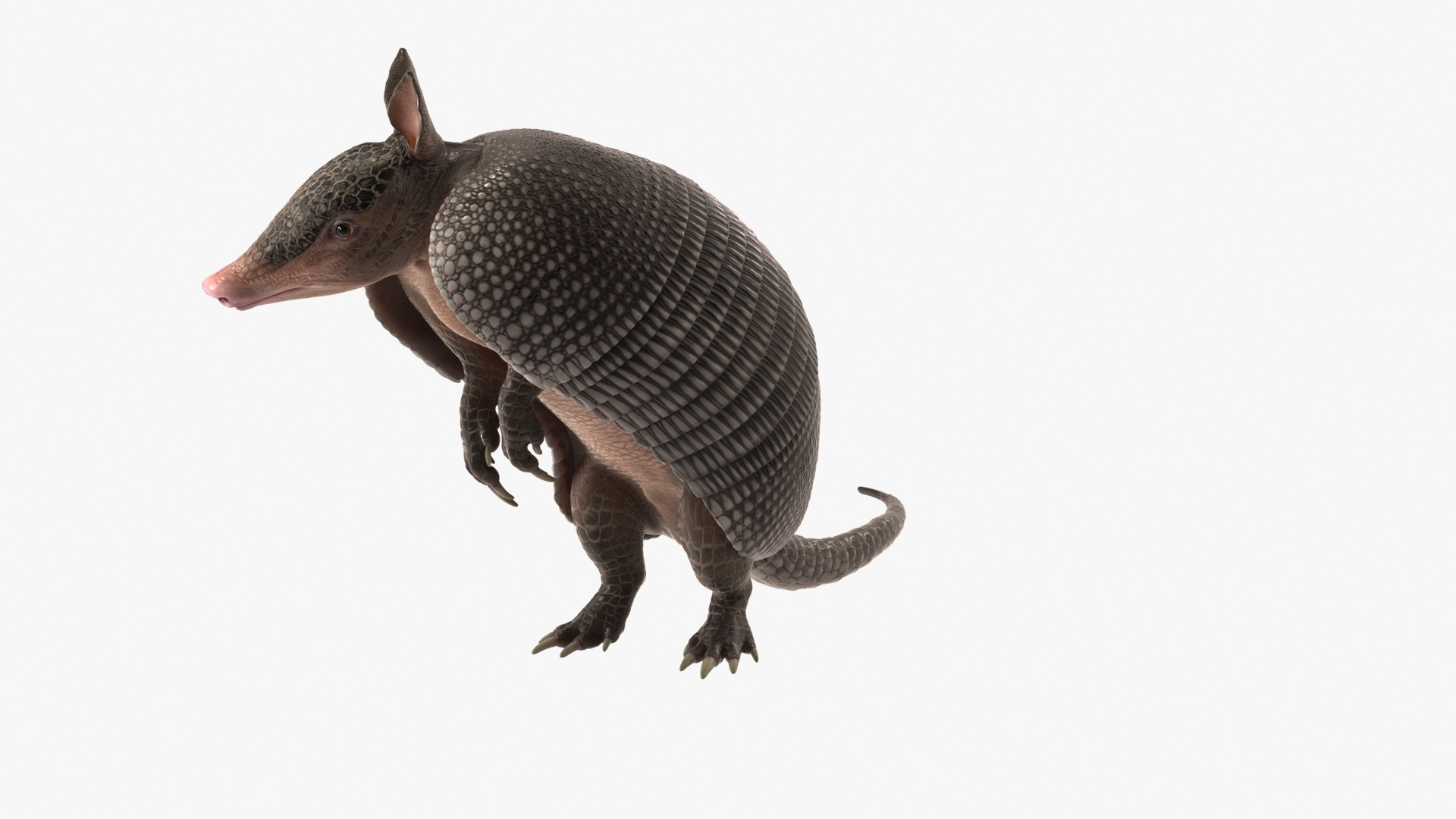 3D Armadillo In Hind Legs Pose Black - TurboSquid 2248259