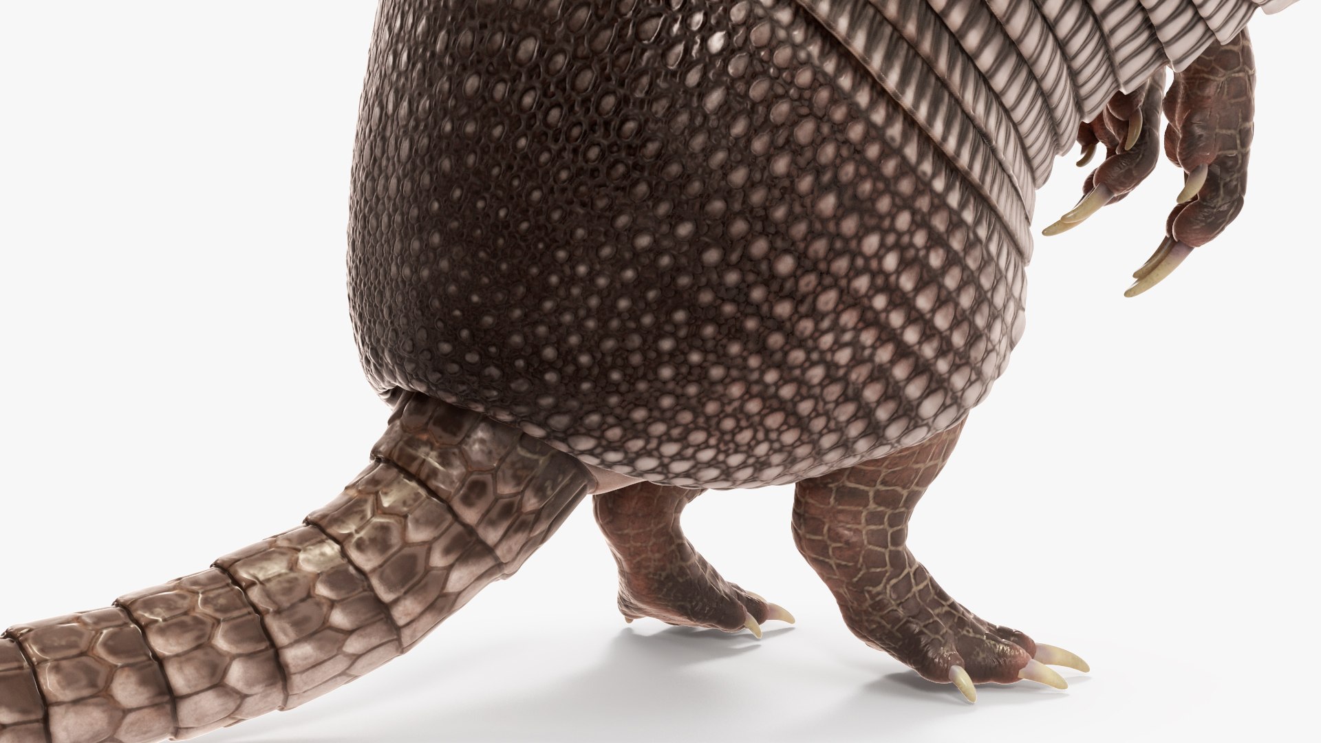 3D Armadillo In Hind Legs Pose Black - TurboSquid 2248259