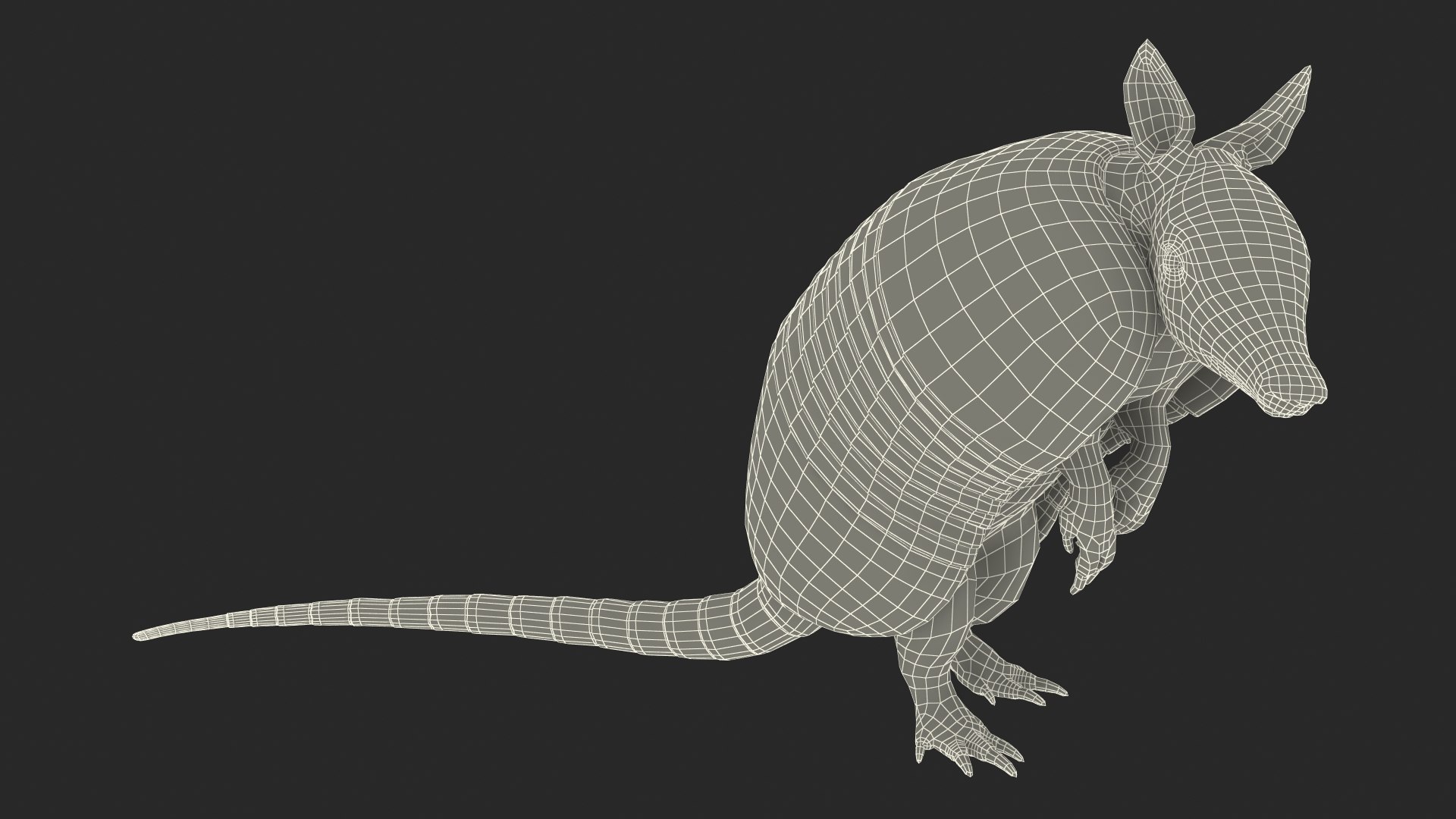 3D Armadillo In Hind Legs Pose Black - TurboSquid 2248259