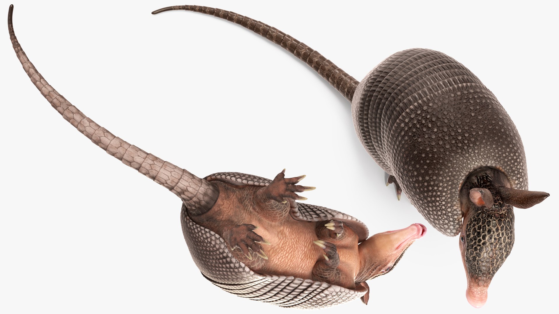 3D Armadillo In Hind Legs Pose Black - TurboSquid 2248259