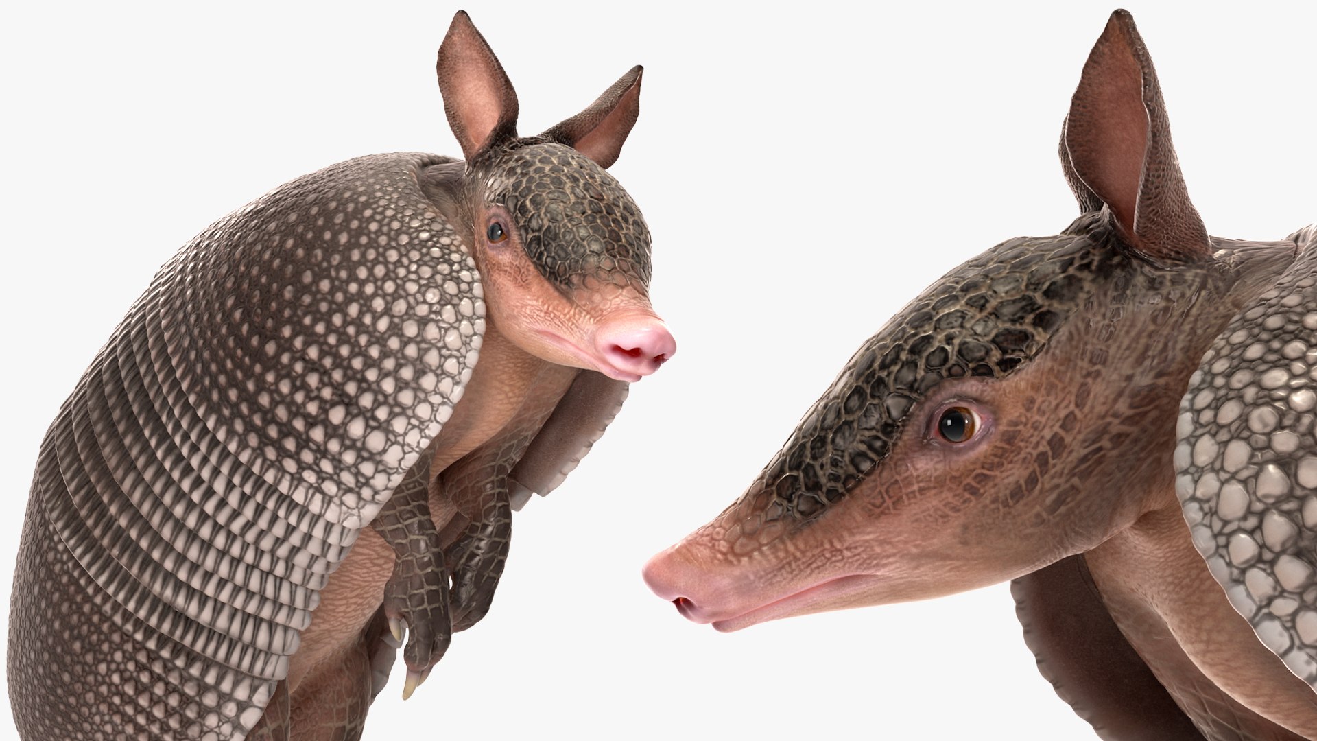 3D Armadillo In Hind Legs Pose Black - TurboSquid 2248259