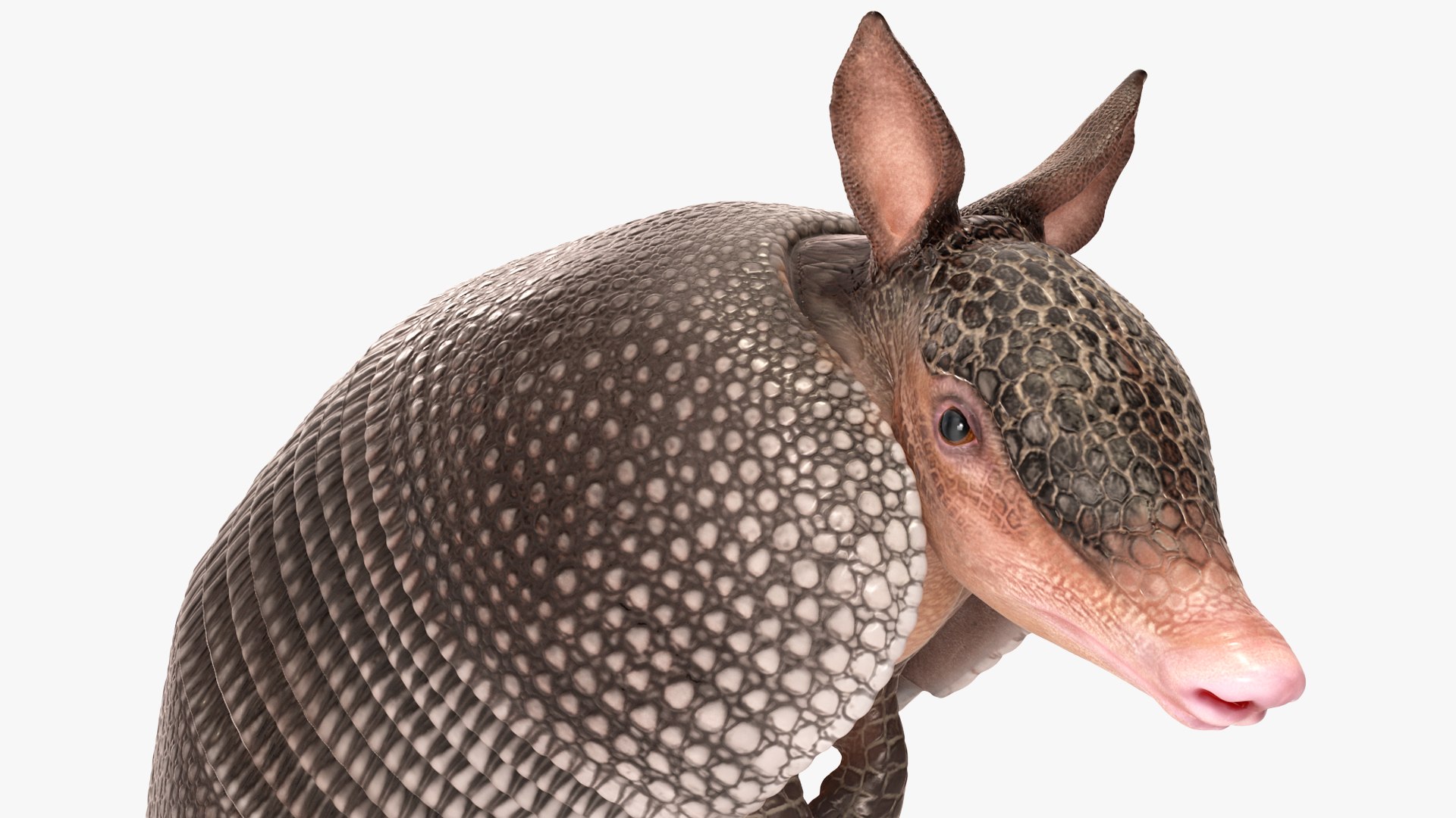 3D Armadillo In Hind Legs Pose Black - TurboSquid 2248259