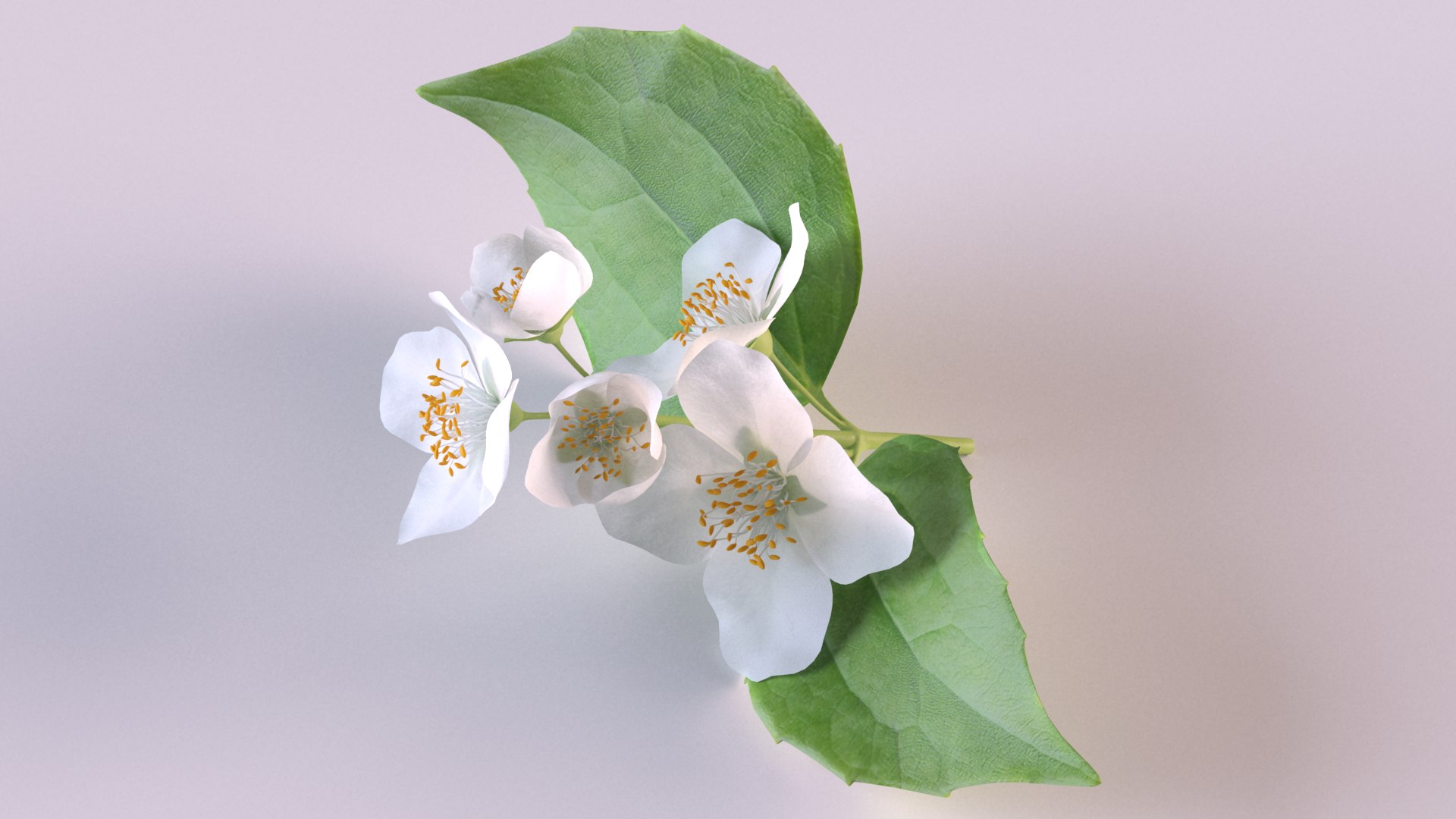 Jasmine sprig with flowers 3D model - TurboSquid 1875492