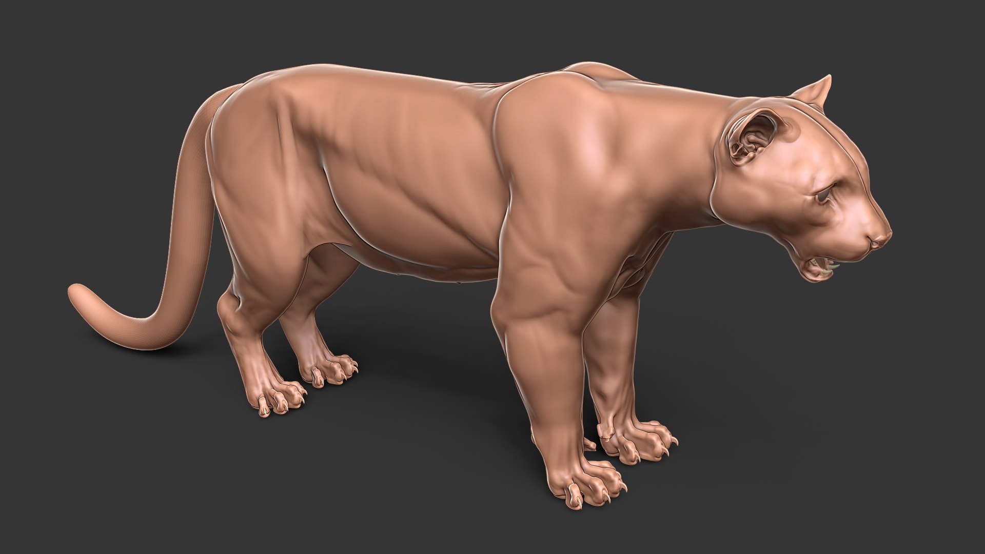 Clouded Leopard Primary Forms Zbrush Sculpt model - TurboSquid 1818169