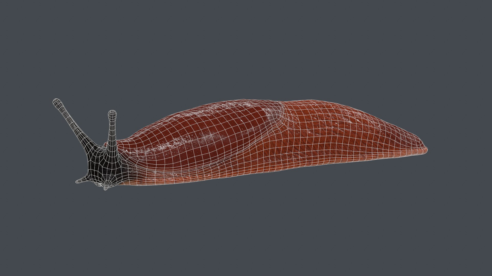 Arion vulgaris 3D model - TurboSquid 1323601