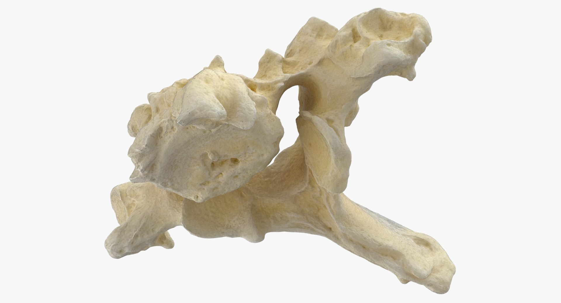 3D Pavian Monkey Male Thoracic Vertebrae TH1 - TurboSquid 2071777