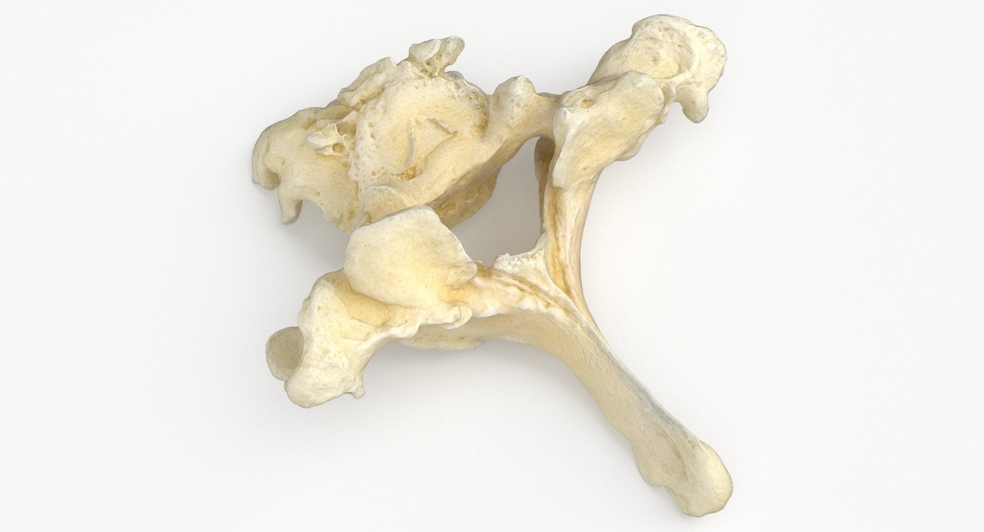 3D Pavian Monkey Male Thoracic Vertebrae TH1 - TurboSquid 2071777