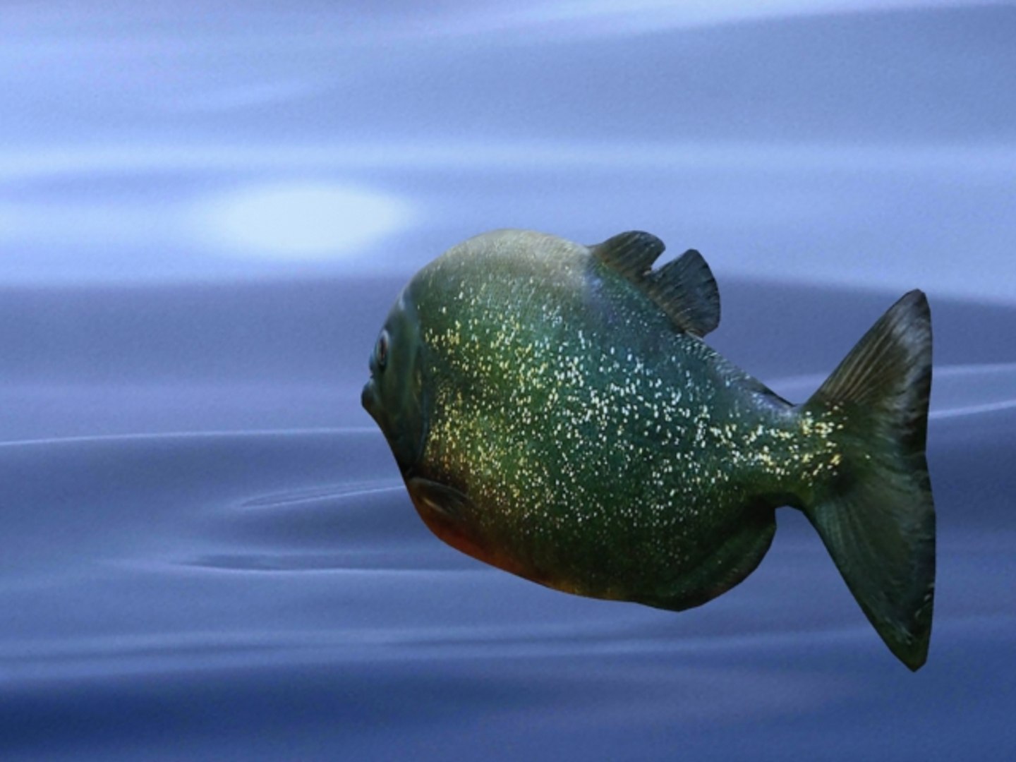 3d piranha model