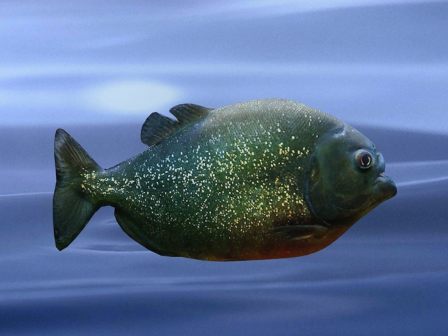 3d piranha model