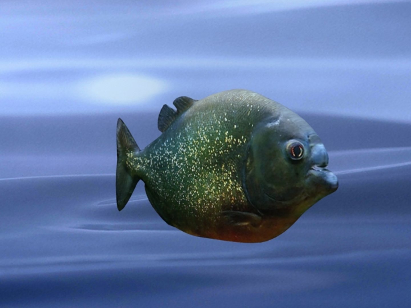 3d piranha model
