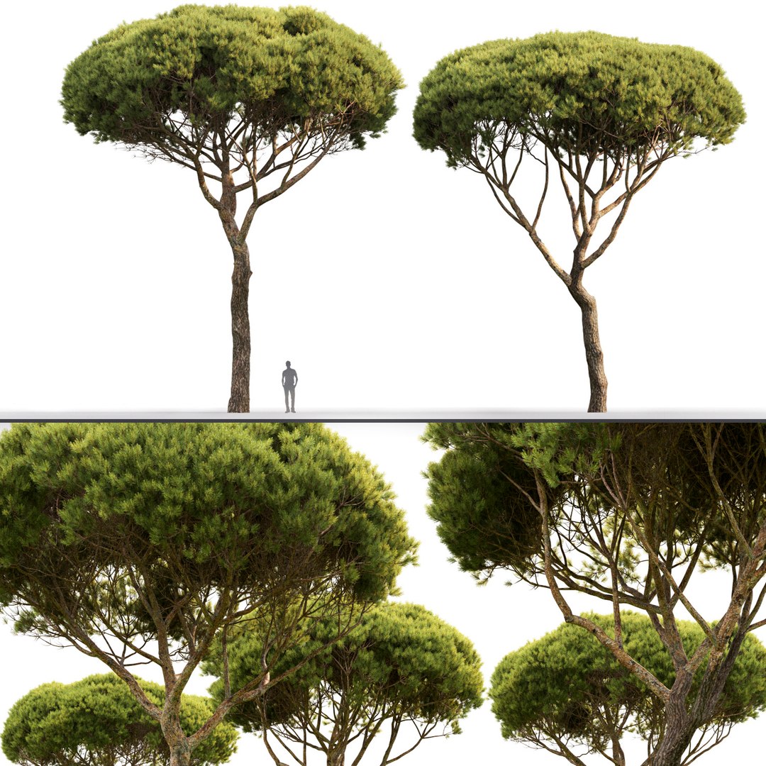 Pinus Pine Pinea 3D Model - TurboSquid 1528586