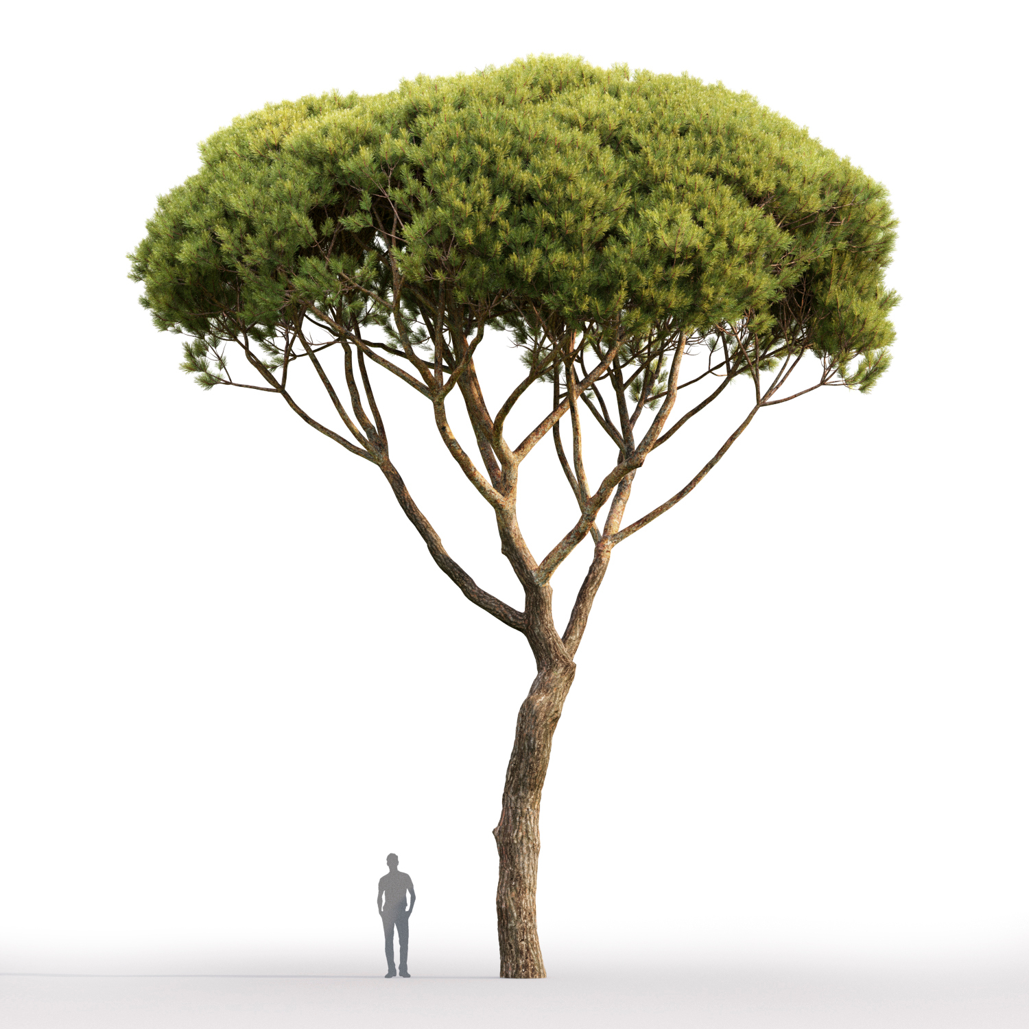 Pinus pine pinea 3D model - TurboSquid 1528586