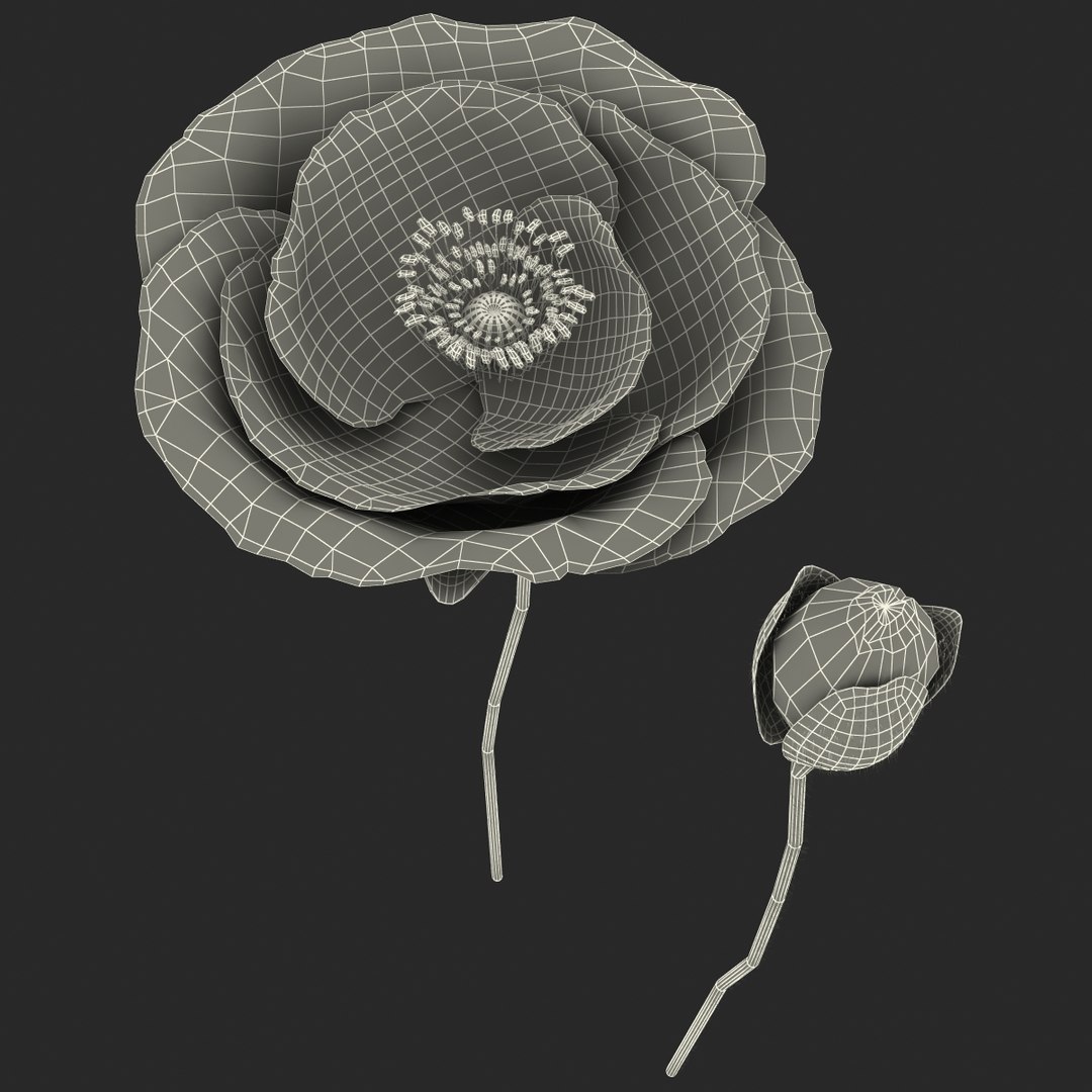 3d Model Red Poppies Set Flower