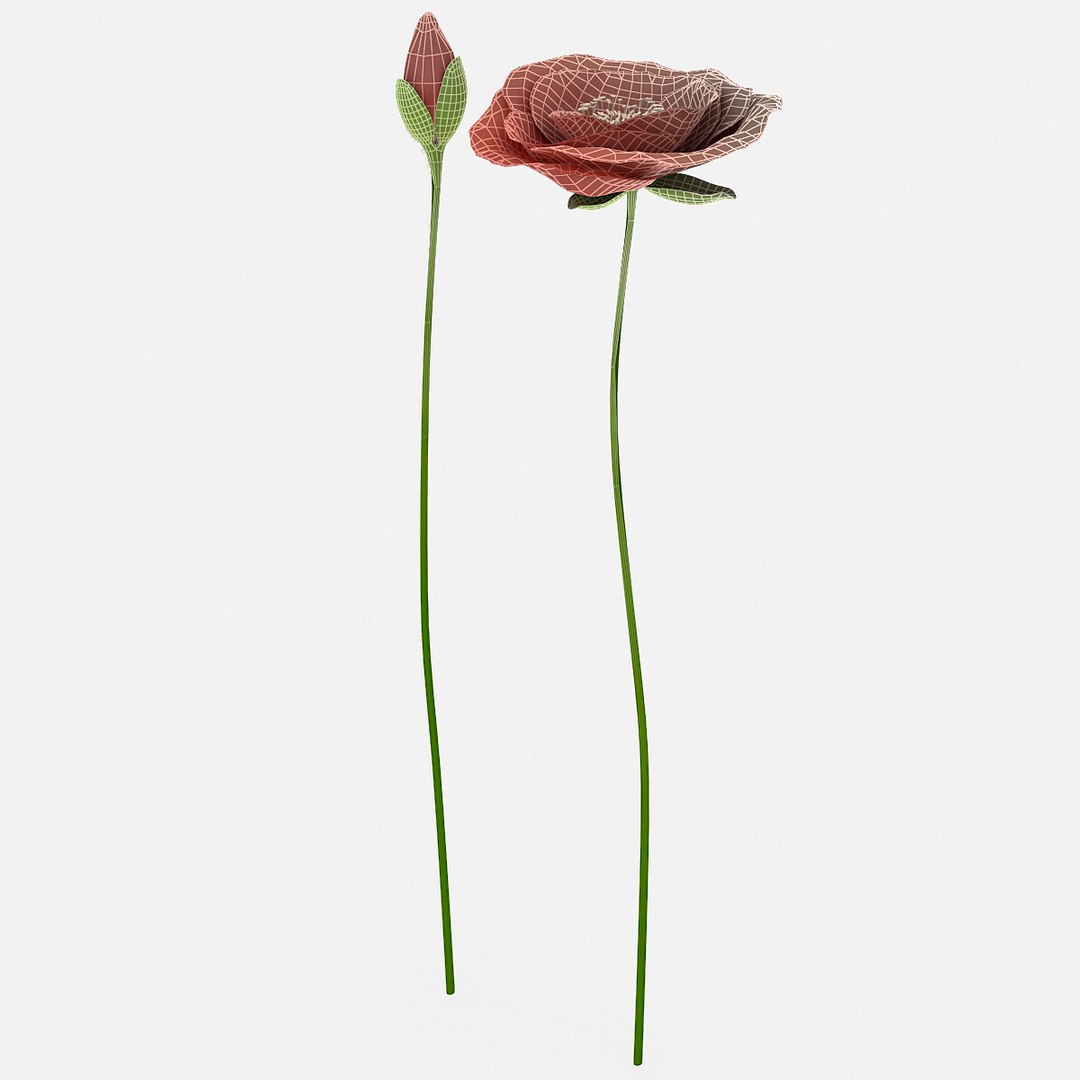 3d Model Red Poppies Set Flower