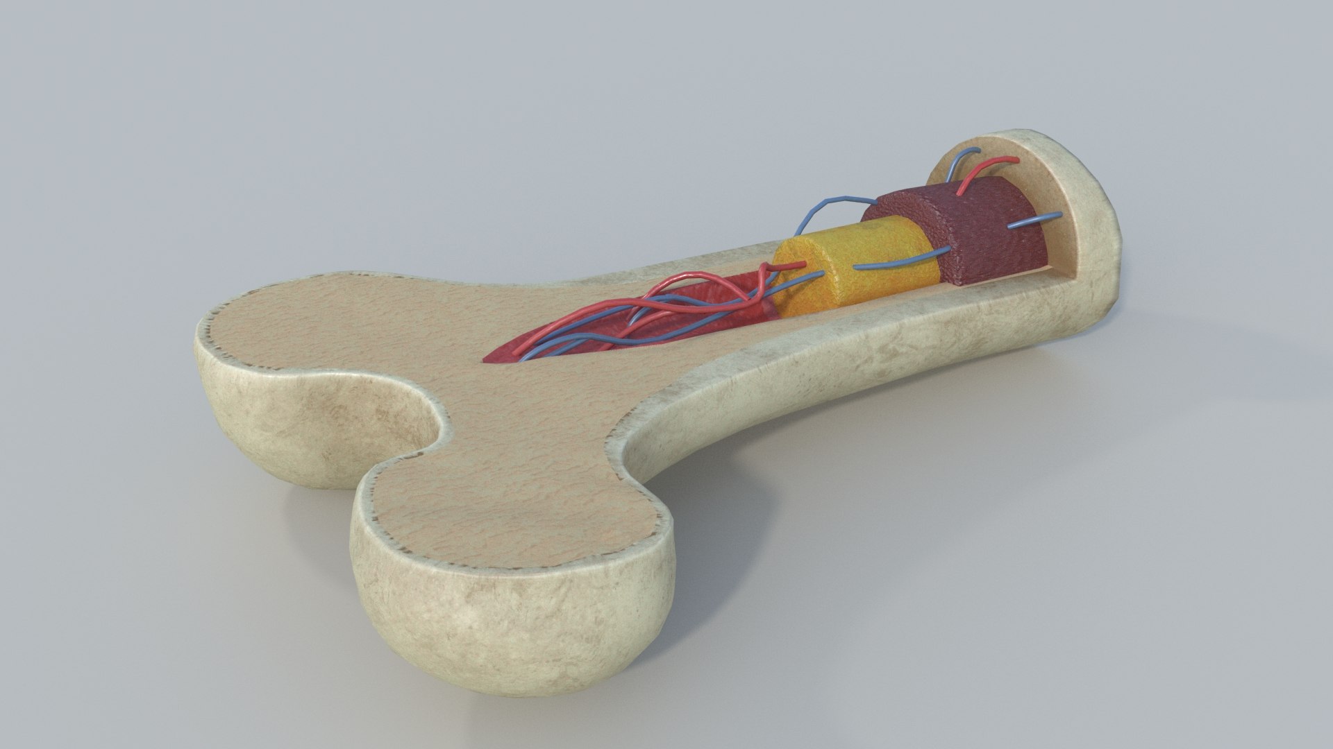 Bone Slice 3D Model - TurboSquid 1789557