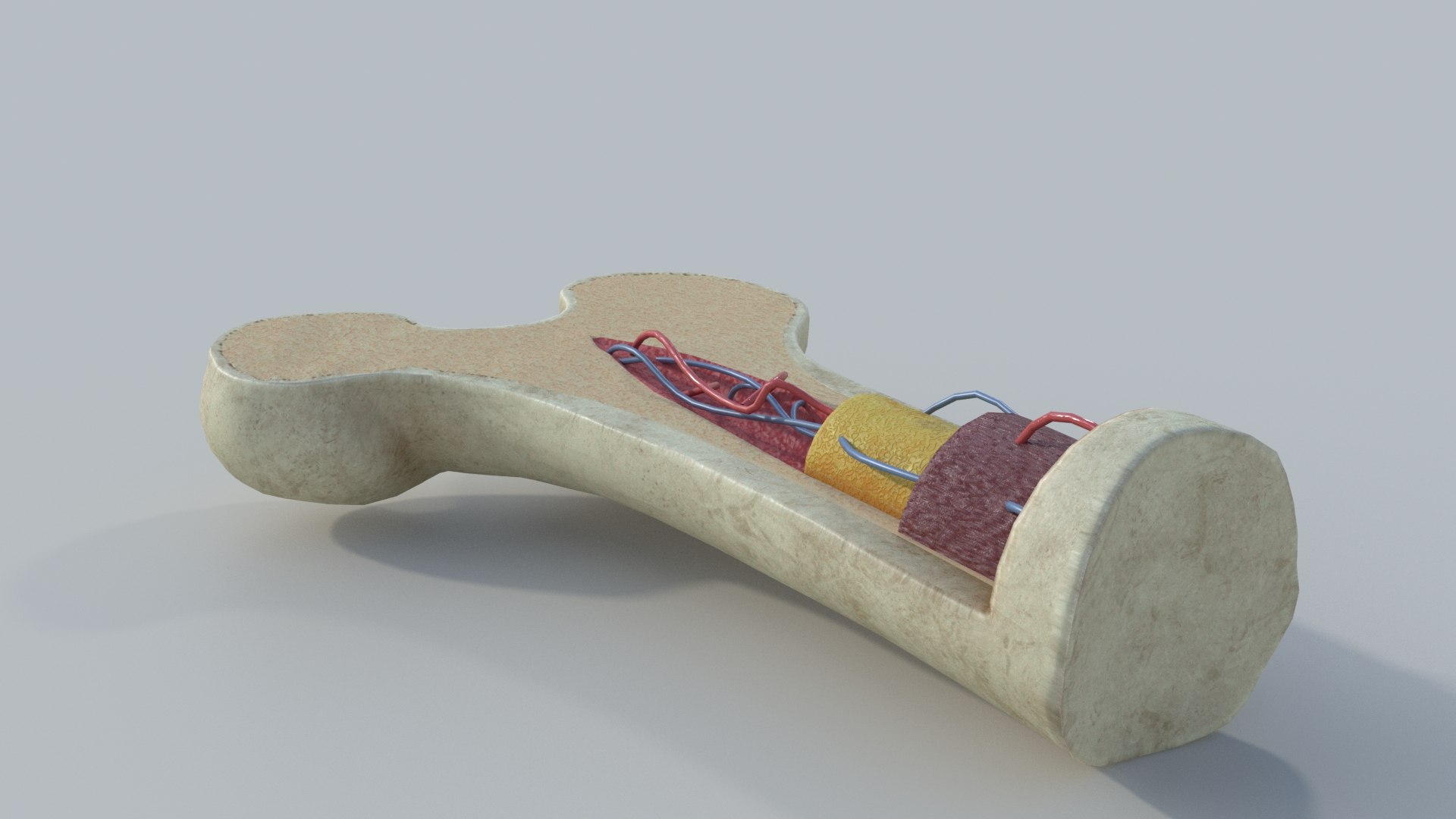 Bone Slice 3D Model - TurboSquid 1789557