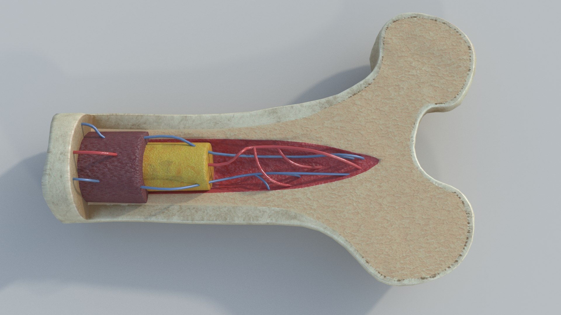 Bone Slice 3D Model - TurboSquid 1789557