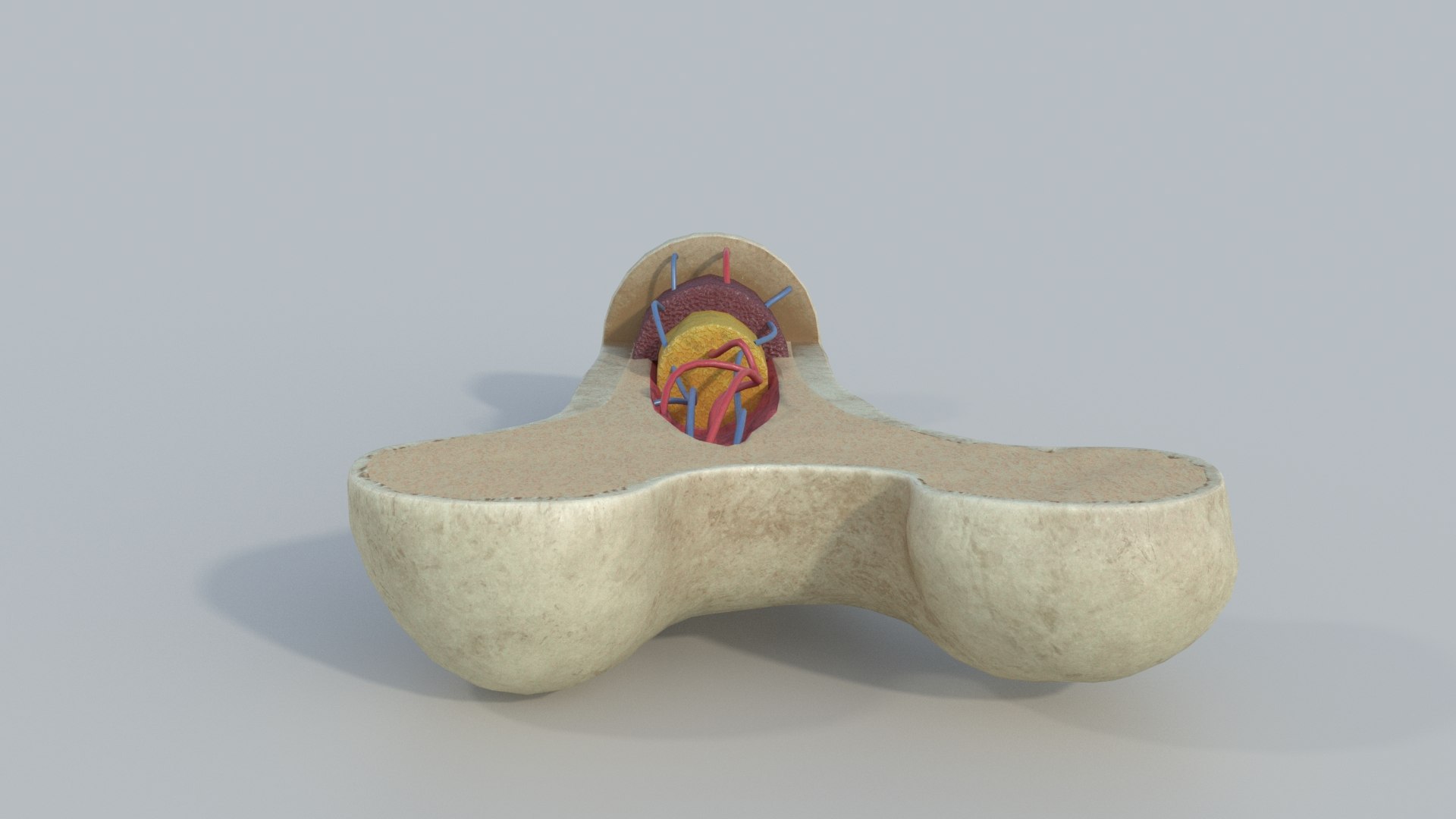 Bone Slice 3D Model - TurboSquid 1789557
