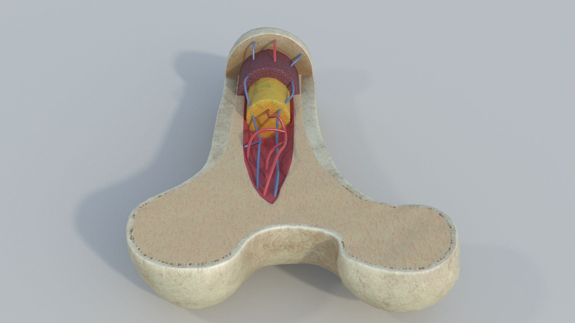 Bone Slice 3D Model - TurboSquid 1789557