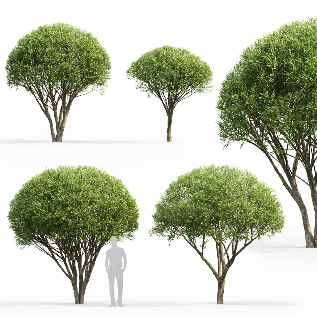 Willow Trees 3D Model - TurboSquid 1698221