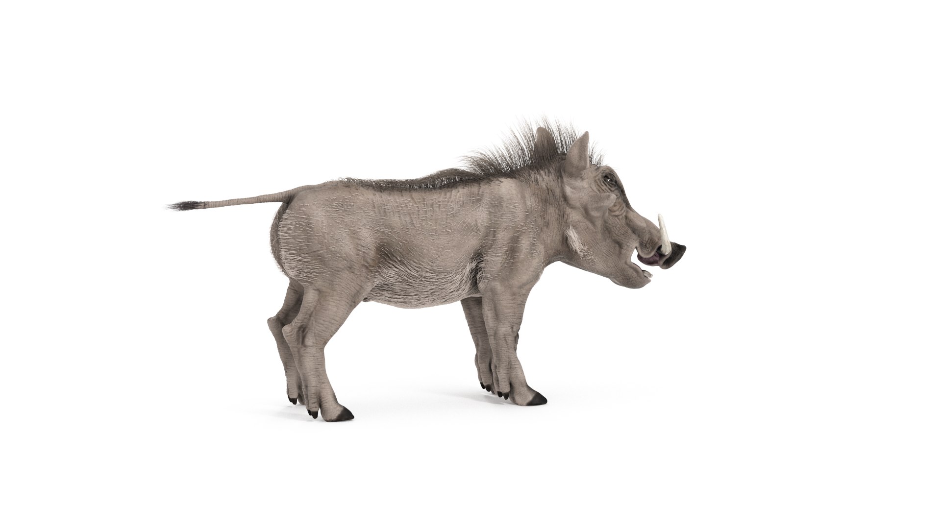Warthog Textured With Fur 3D Model - TurboSquid 2420986