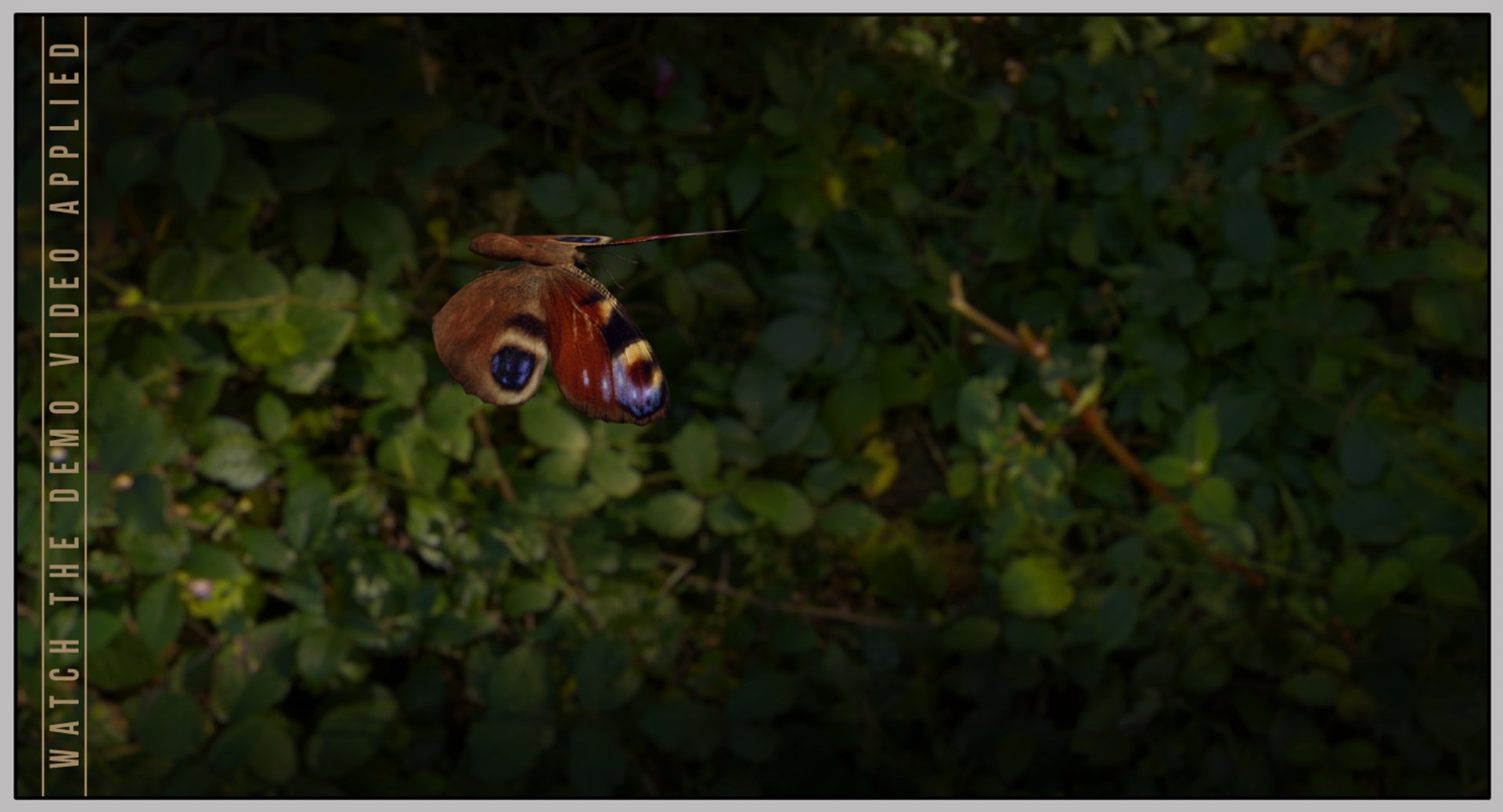 Butterfly Flying Model - TurboSquid 1246205