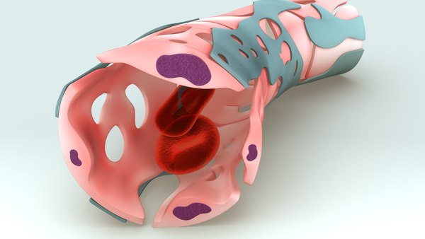 3D Anatomy-Capillaries Models | TurboSquid