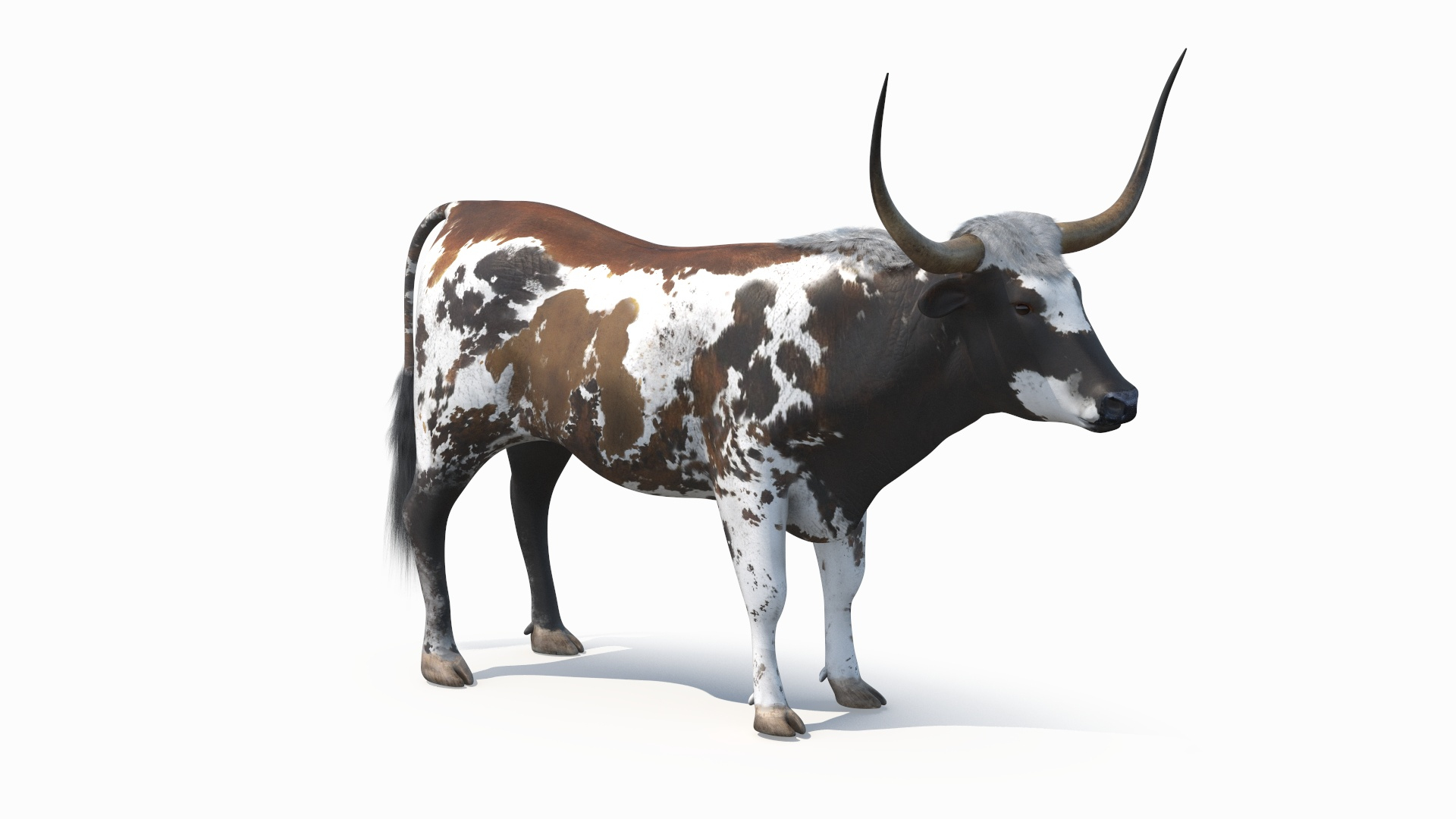 3D Texas Longhorn Mottled Brown Rigged For Maya Model - TurboSquid 2215063