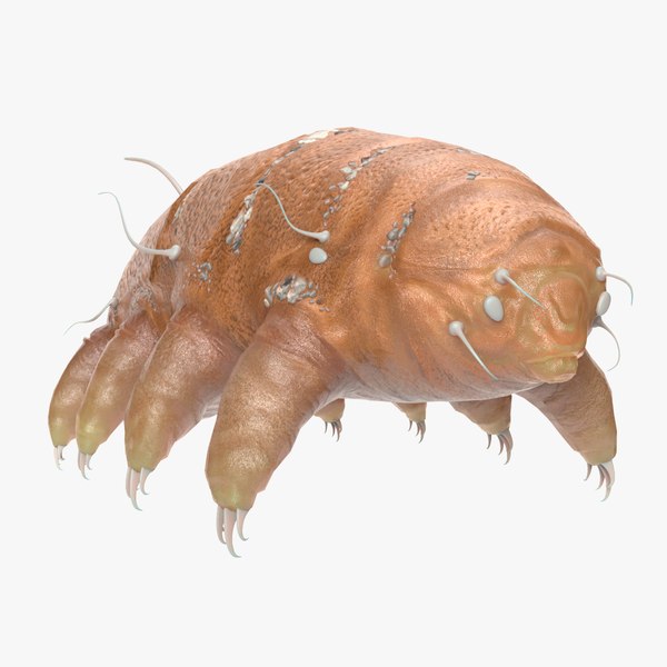 Tardigrade 3D Models for Download | TurboSquid