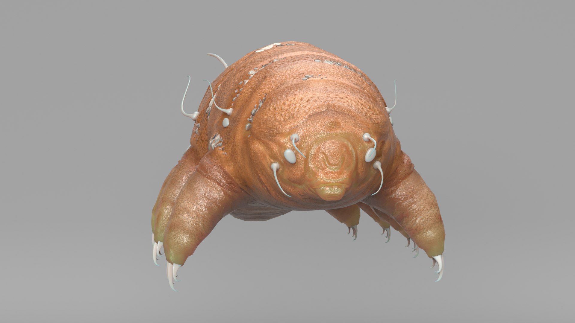 Tardigrade Pbr 3D Model - TurboSquid 1582265