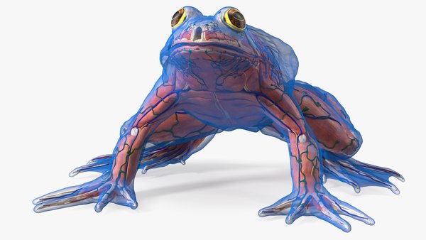 Frog Anatomy Complete Body 투명 스킨 3D 모델 - TurboSquid 1780569