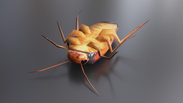 Cockroach 3D model - TurboSquid 1780138