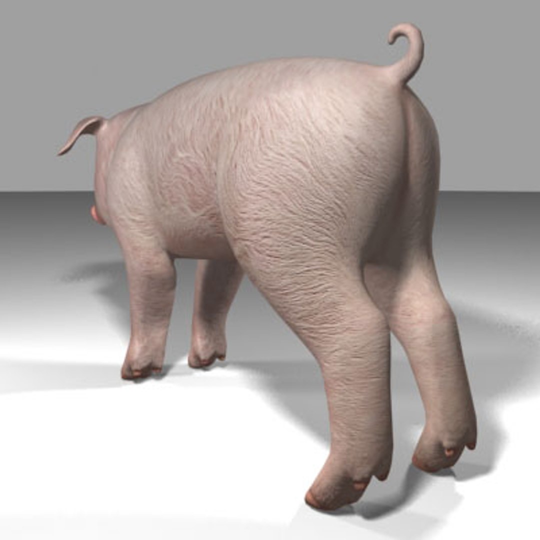 3d pig