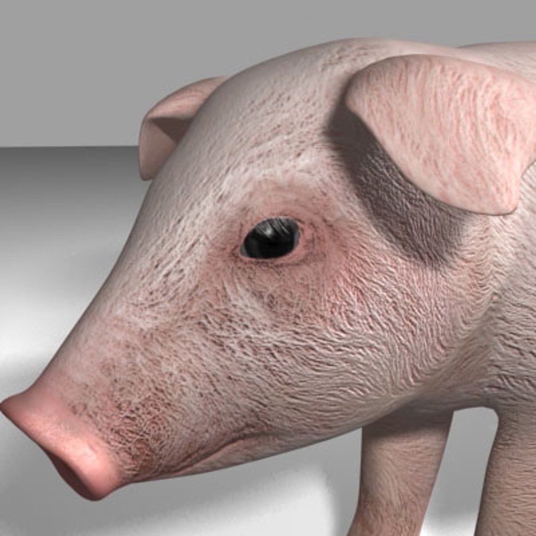 3d pig