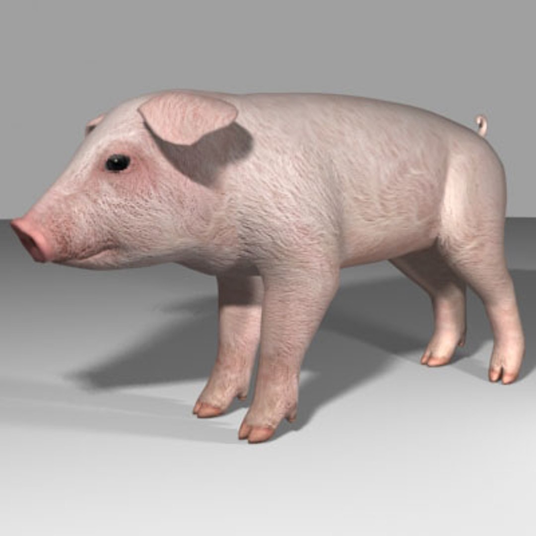 3d pig