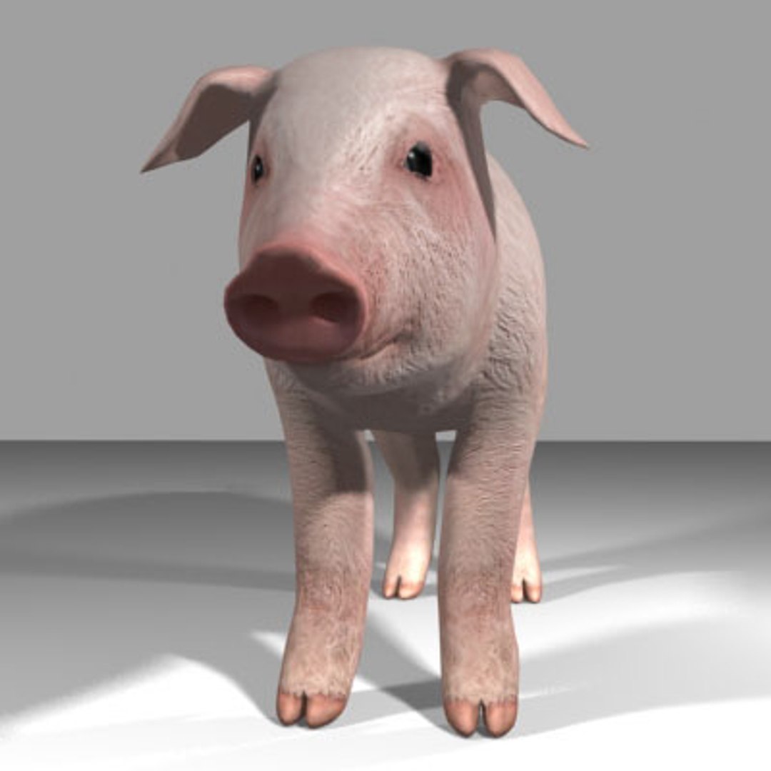 3d pig