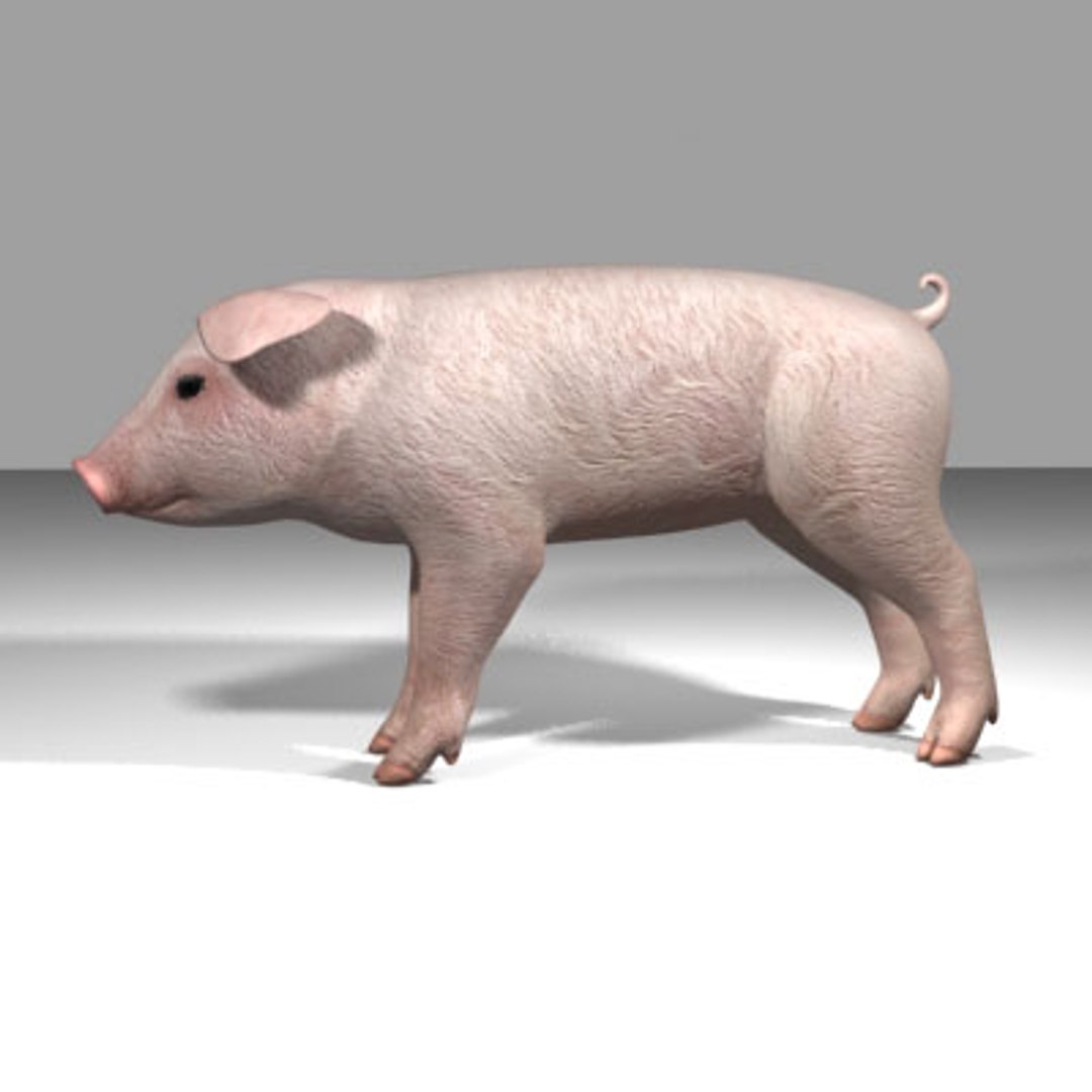 3d pig