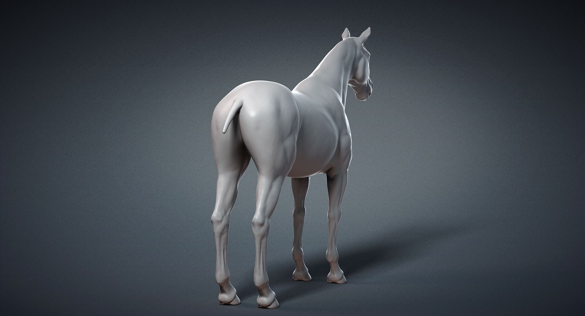 Horse Base Mesh 3D Model - TurboSquid 1162656